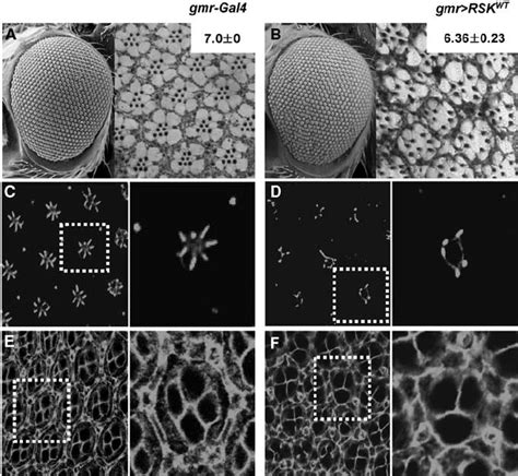 Inhibition Of Retinal Cell Differentiation By Rsk A B Sem Image