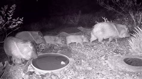 9 Javelinas With Young Passing Through At Night Youtube