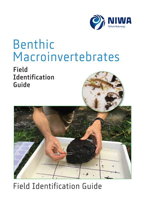 Benthic Macroinvertebrates Field Identification Guide Docslib