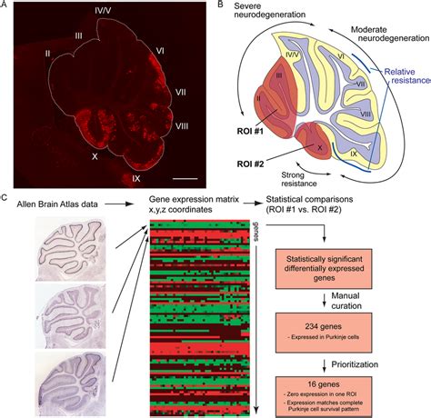 Schematic Of Gene Expression Analysis A Calbindin Staining Of
