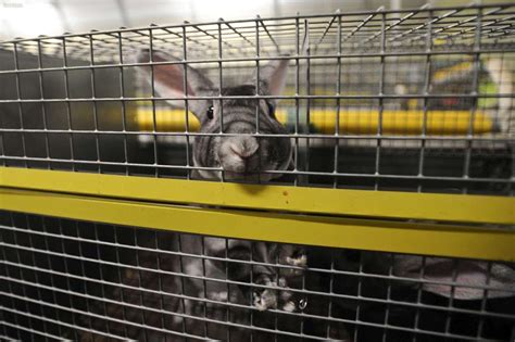 Charente Maritime les éleveurs de lapins Orylag contre attaquent