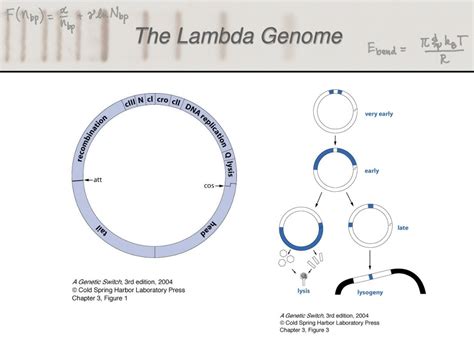 Ppt The Central Dogma Of Molecular Biology How Genes Lead To