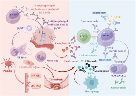 Diagnosis And Management Of The Antiphospholipid Syndrome 51 Off