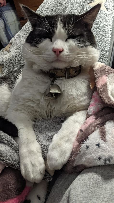Loki Sweet Smile Naughty Boi R Cowcats