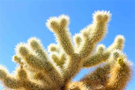 Jumping Cholla Cactus