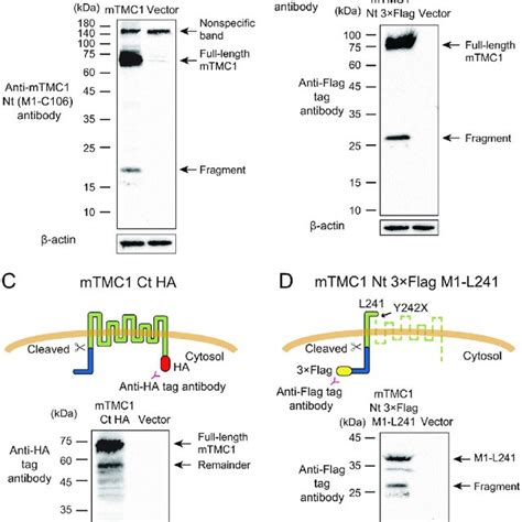 Classical Nuclear Localization Signals Were Necessary For The Nuclear