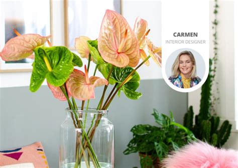How To Prune An Anthurium Pot Plant A Few Tips