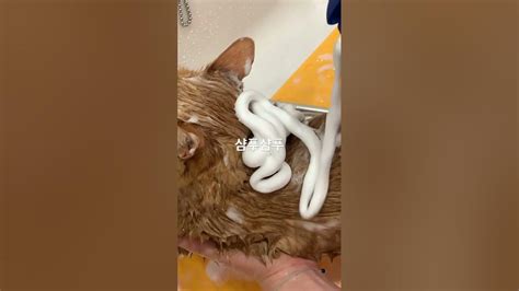 고양이 목욕하기 또 목욕 페스룸 고양이 Cat 고양이일상 Cute 고양이영상 귀여운고양이 고양이목욕