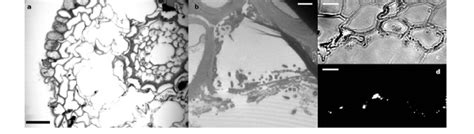 Root Cross Sections From P Australis Showing A The Organisation Of A Download Scientific