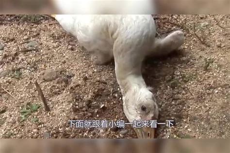 大白鹅在后院不断嘶叫主人以为有人偷鹅到后院一看心里一惊 后院 主人 白鹅