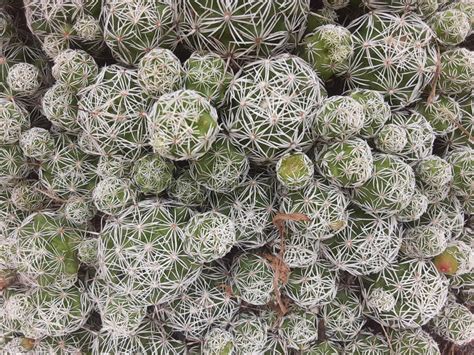 Crazy Cactus Stock Image Image Of Crazy Close Cactus 188572683