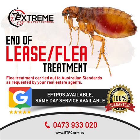 Flea Control Treatment Extreme Termite And Pest Control