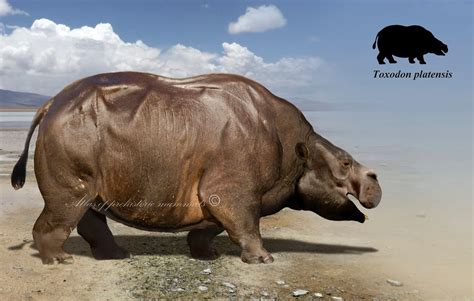 20 Toxodon Toxodon Platensis South America Late Miocene Pleistocene