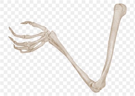 Skeleton Arm Images Free Photos Png Stickers Wallpapers And Backgrounds Rawpixel