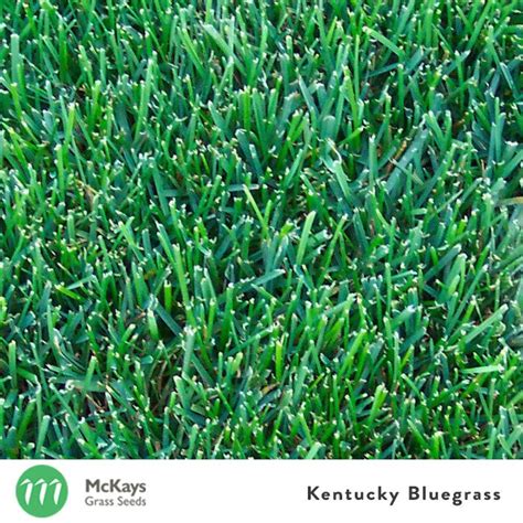 Kentucky Bluegrass Field