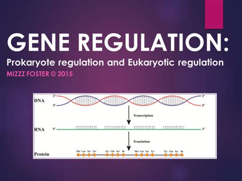 Gene Regulation Prokaryotic Lac Operon And Eukaryotic Regulation