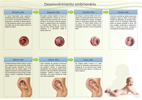Design De Comunicação Visual Infografia Desenvolvimento Embrionário