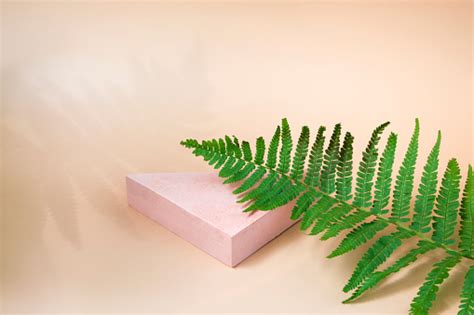 고사리가 있는 베이지 색 배경에 화장품과 다양한 제품을 전시하기 위한 삼각형 연단 클로즈업 0명에 대한 스톡 사진 및 기타