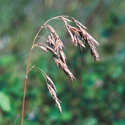 Prairie Future Seed Company Fringed Brome Grass Seed
