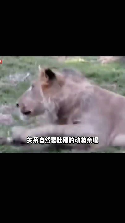 海南動物園出怪事！雌獅發情竟愛上公虎，它們交配能有后代嗎？ 奇闻 Youtube