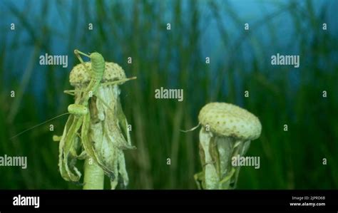 Newborn Green Praying Mantis Sit On Top Of Dandelions And Look At The
