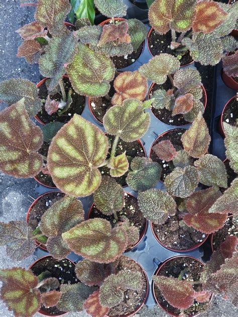 Begonia Variegata Vivarium Variegata 1 Live Plant Etsy