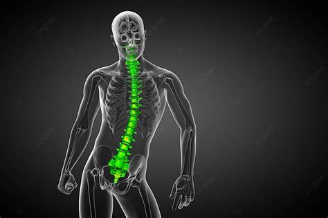 Human Spine Medical Illustration In 3d Rendering Cervical Skeletal