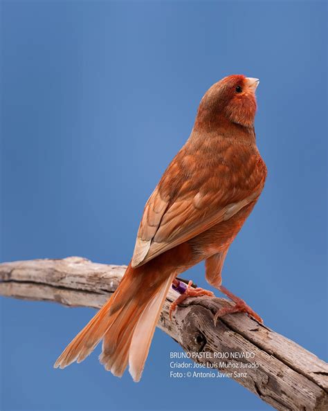 Understanding New Color Canaries