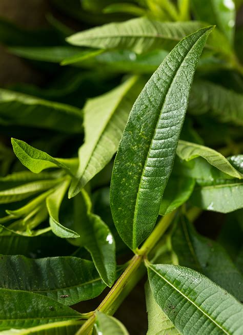 Verbena Absolute 50 Lemon Fruity Hermitage Essential Oils