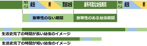 トンボの生態学5季節的制御