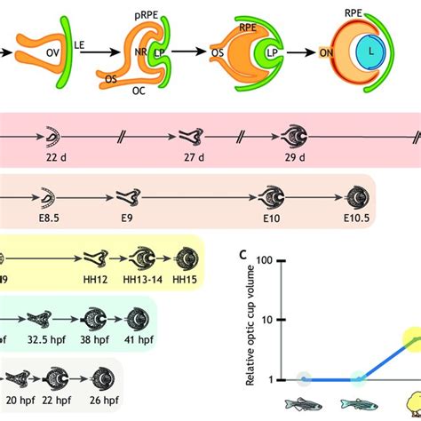 Schematic Representation Of Vertebrate Eye Morphogenesis According To A Download Scientific