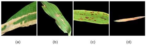 Ricedra Net Precise Identification Of Rice Leaf Diseases With Complex Backgrounds Using A Res