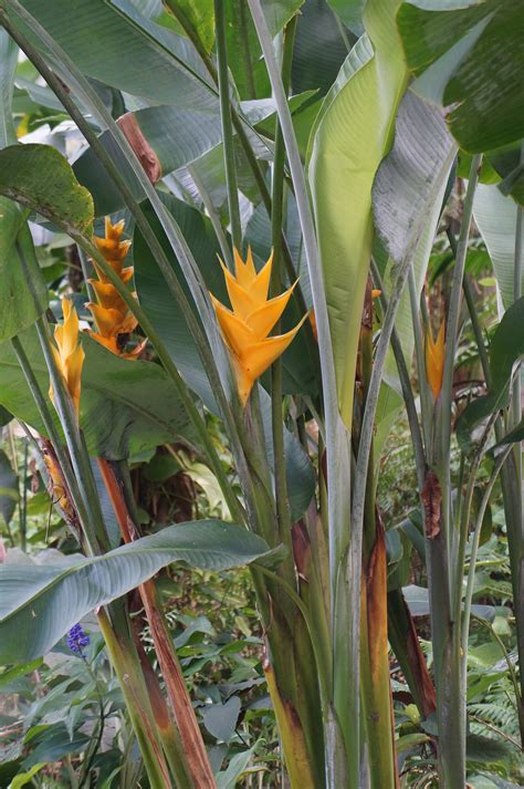 Heliconia Caribaea Yellow Plantgrouphawaii01