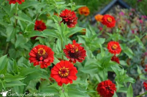17 Easiest Seeds To Start Indoors Get Busy Gardening