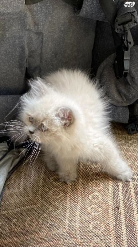 חתולים גורים הימלאיה מקסימים מודעה 396249