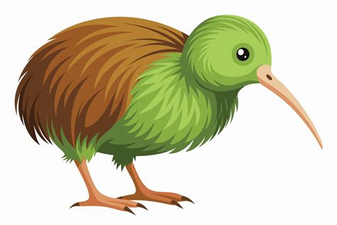 Featherless Wonder The Kiwi Bird 55741735 Vector Art At Vecteezy