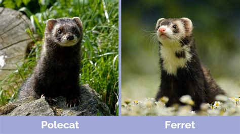 Polecat Vs Ferret Key Difference Explained With Pictures Hepper