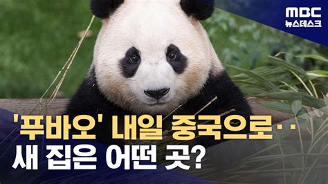 중국 가는 용인 푸씨 푸바오‥새 집은 어떤 곳 20240402뉴스데스크mbc Youtube