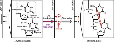Simplified Schematic Of The Photo Dynamics Of Thymine Dimerisation