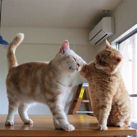 Прикольных котов пост Самые милые животные Милые котики Мемы про котов