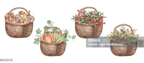 수채화 그림입니다 손으로 그린 갈색 짠 바구니 나뭇잎 솔방울 오크 도토리 딸기 호박 버섯 바구니 바구니 세공의 음식과 가을 자연