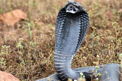 ویدئو کبرای گردن سیاه خانواده شیرها را فراری داد