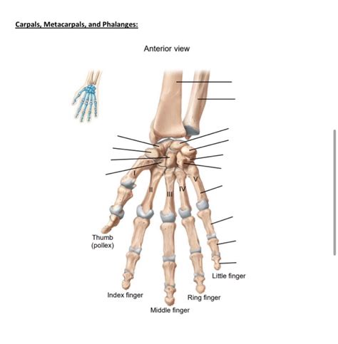 Carpals And Metacarpals