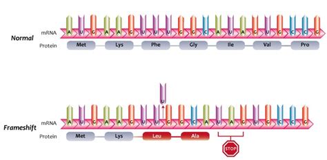 Protein Synthesis And Mutations Jeopardy Template