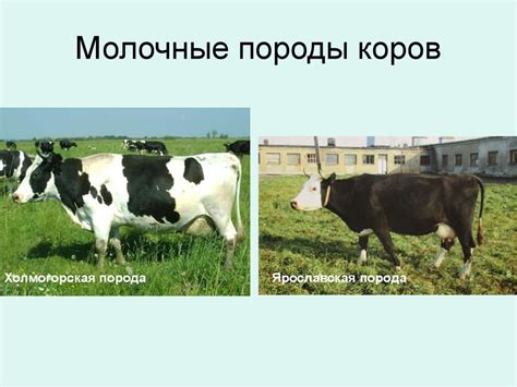 Отрасли животноводства Значение млекопитающих презентация онлайн