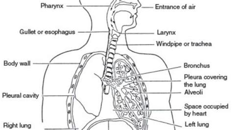 Respiration And Breathing Diagram Quizlet