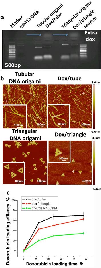 Characterization Of Dna Origami Structures And Drug Loading E Ffi