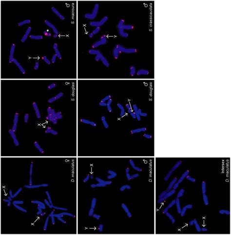 Fish Demonstrates Bimodal Telomere Length Distribution In Cells From