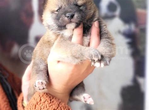 Shiba Inu Yavru Köpek