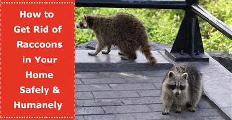 How To Get Rid Of Raccoons In Your Home Safely And Humanely